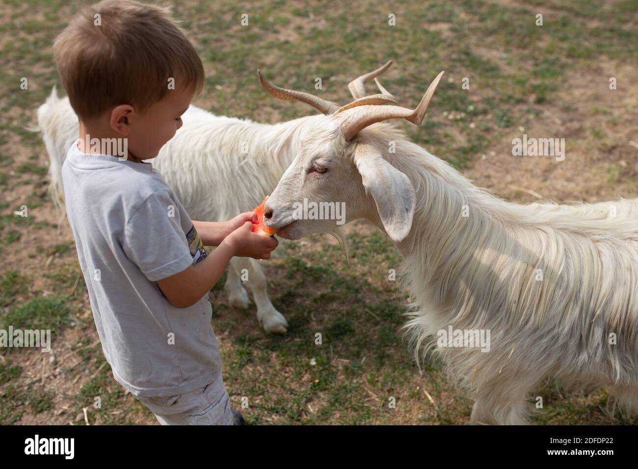 Two goats sharing watermelon with a little boy Stock Photo - Alamy