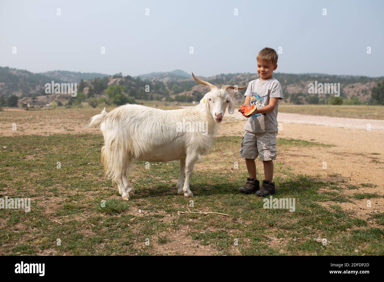 Boy feeding goat watermelon with mountains in background Stock Photo ...