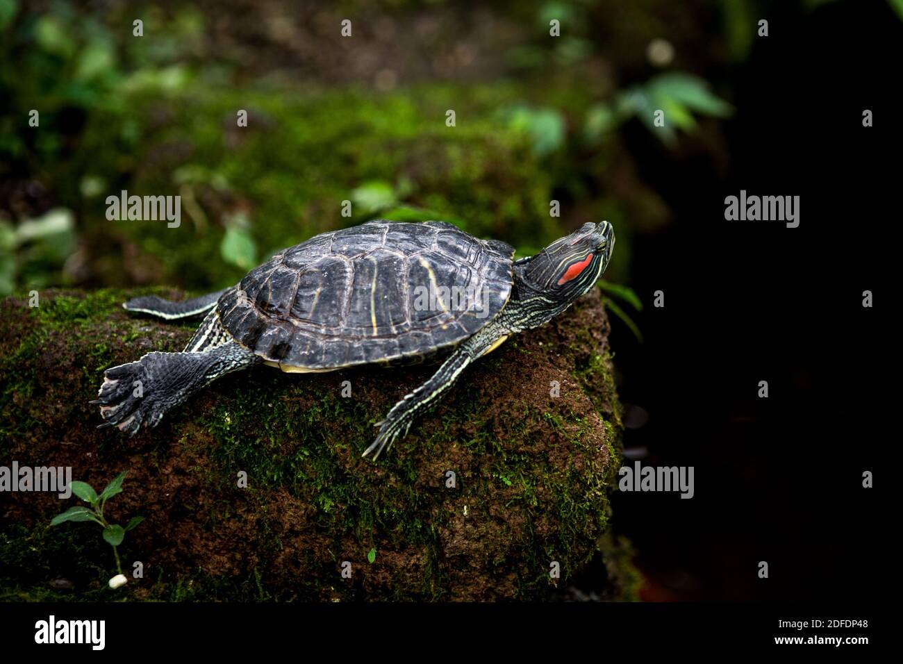 red eared turtle resting on mossy rock in nature Stock Photo - Alamy
