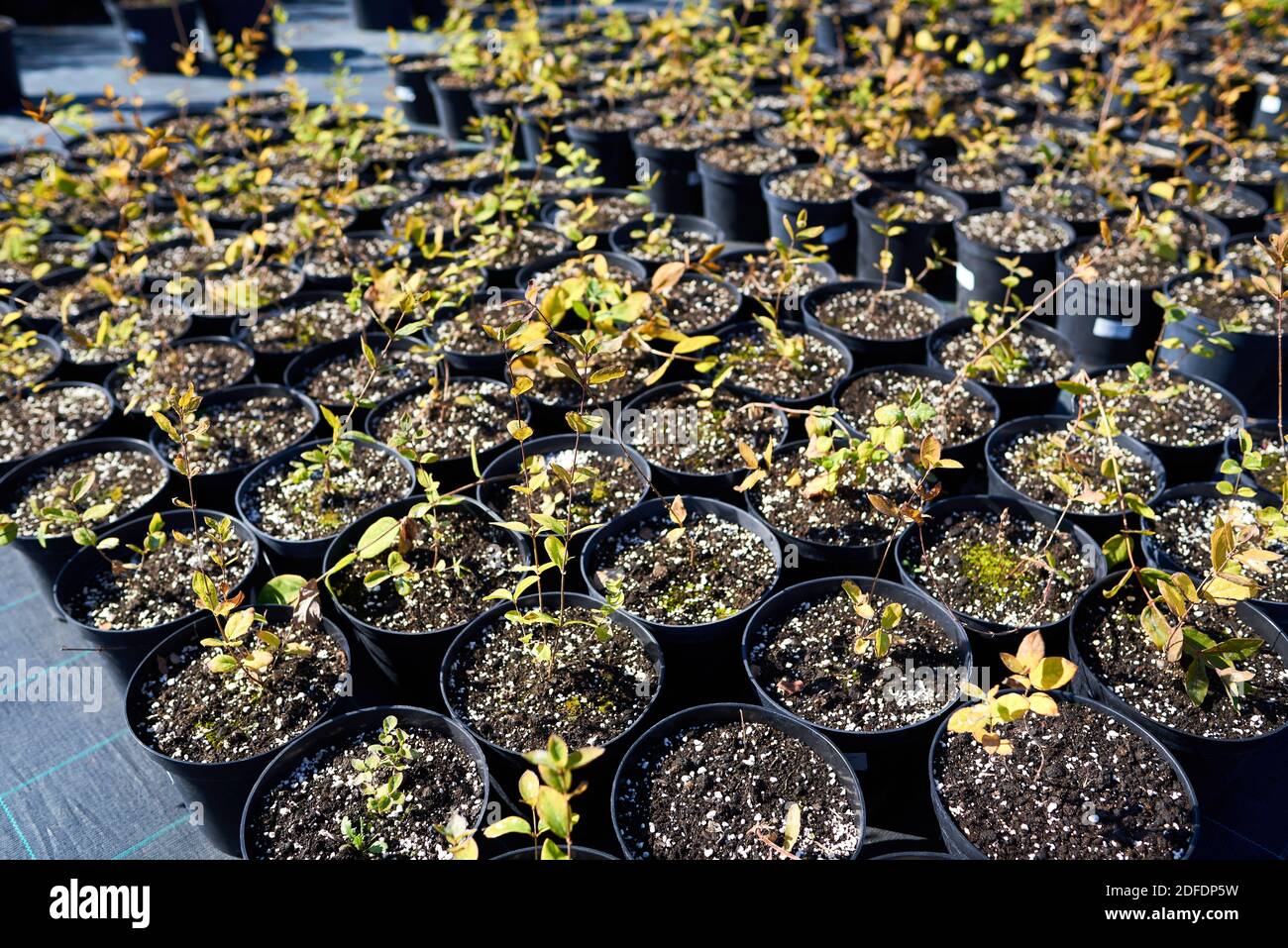 Rows of flower pots in a flower nursery Stock Photo - Alamy