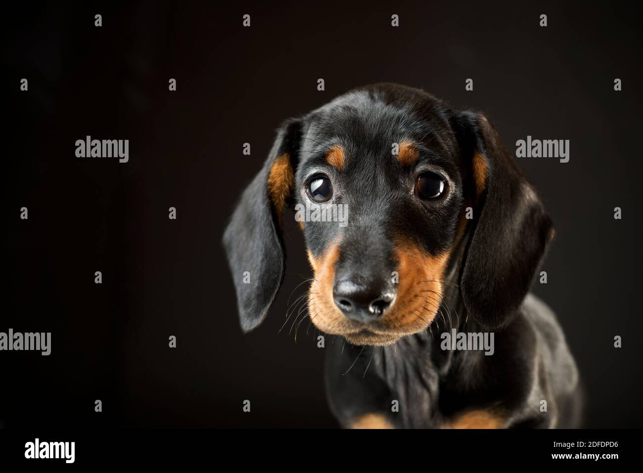 Portrait of a dachshund puppy Stock Photo - Alamy