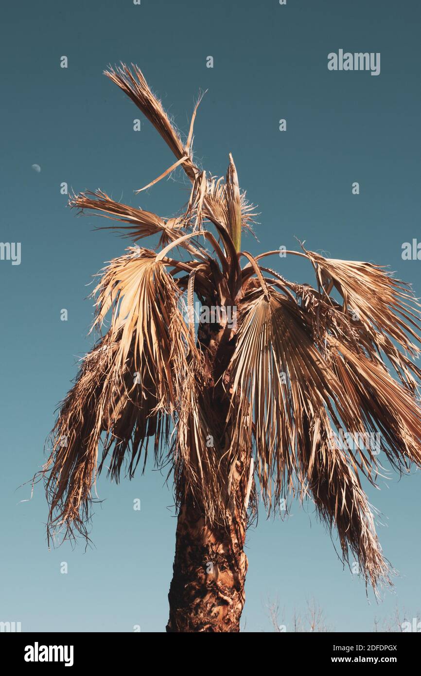 Dead palm tree hi-res stock photography and images - Alamy