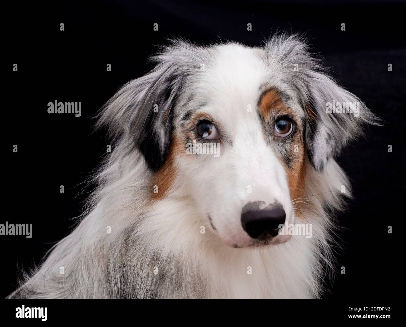 Blue merle australian shepherd portrait Stock Photo - Alamy