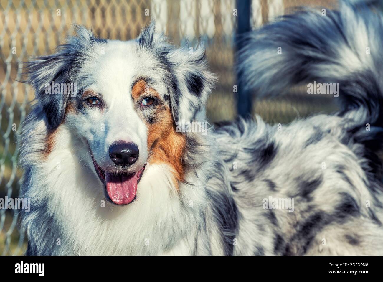 Blue merle australian shepherd portrait Stock Photo - Alamy