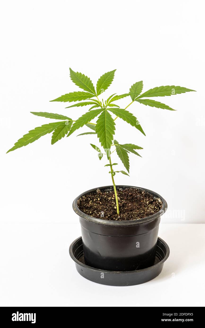 Small marijuana plants growing marijuana Cut Out Stock Images ...
