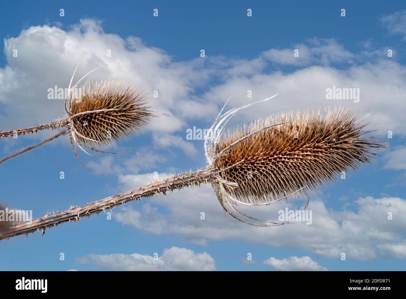 Close up of spiney head of a Teasle against blue sky background in ...