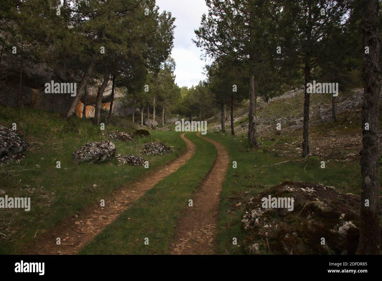Land road between trees hi-res stock photography and images - Alamy