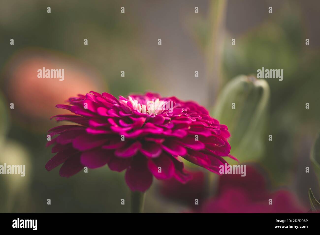 deep magenta zinnia side view with center details Stock Photo - Alamy