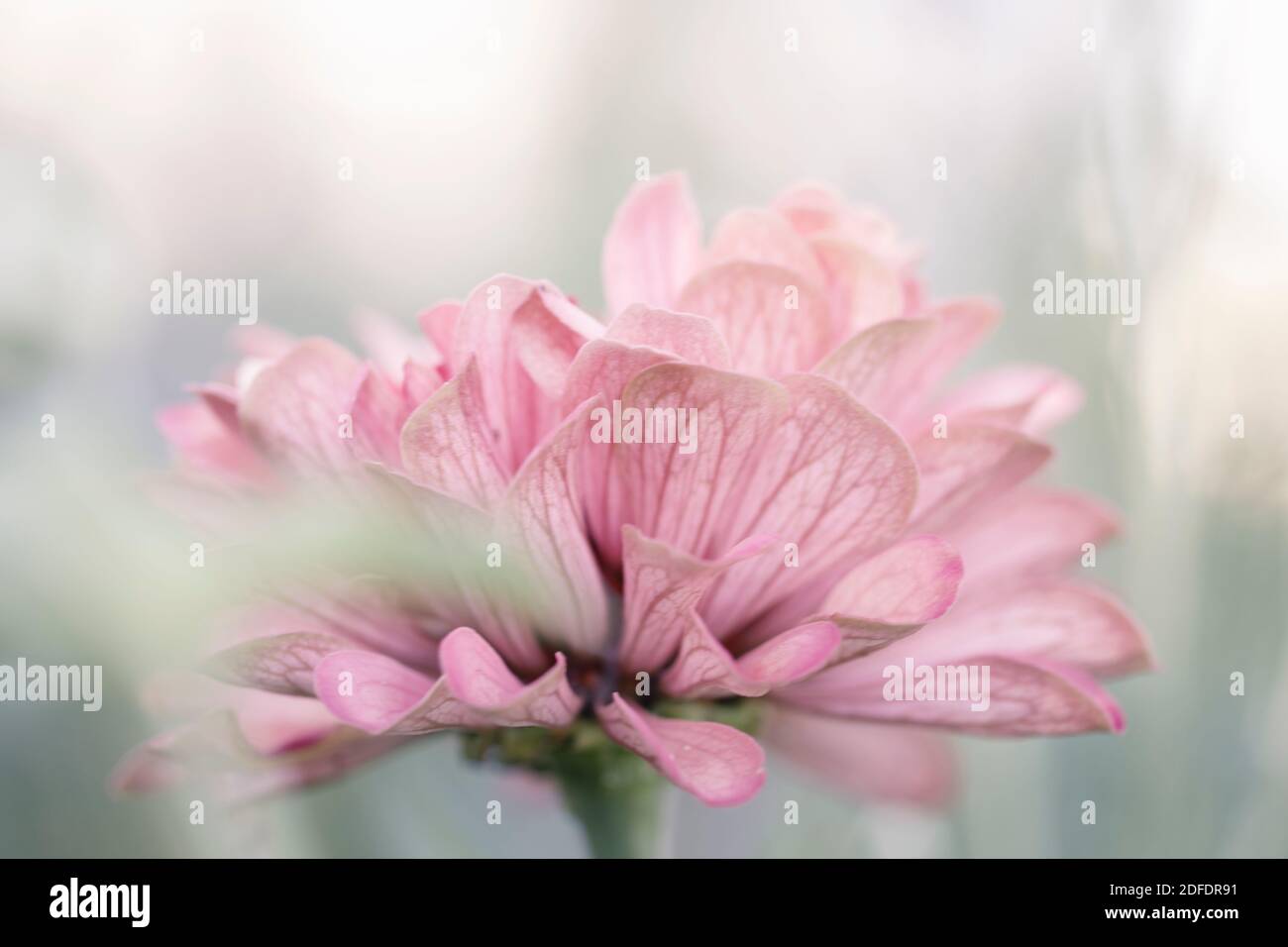 Gentle camera movement hi-res stock photography and images - Alamy