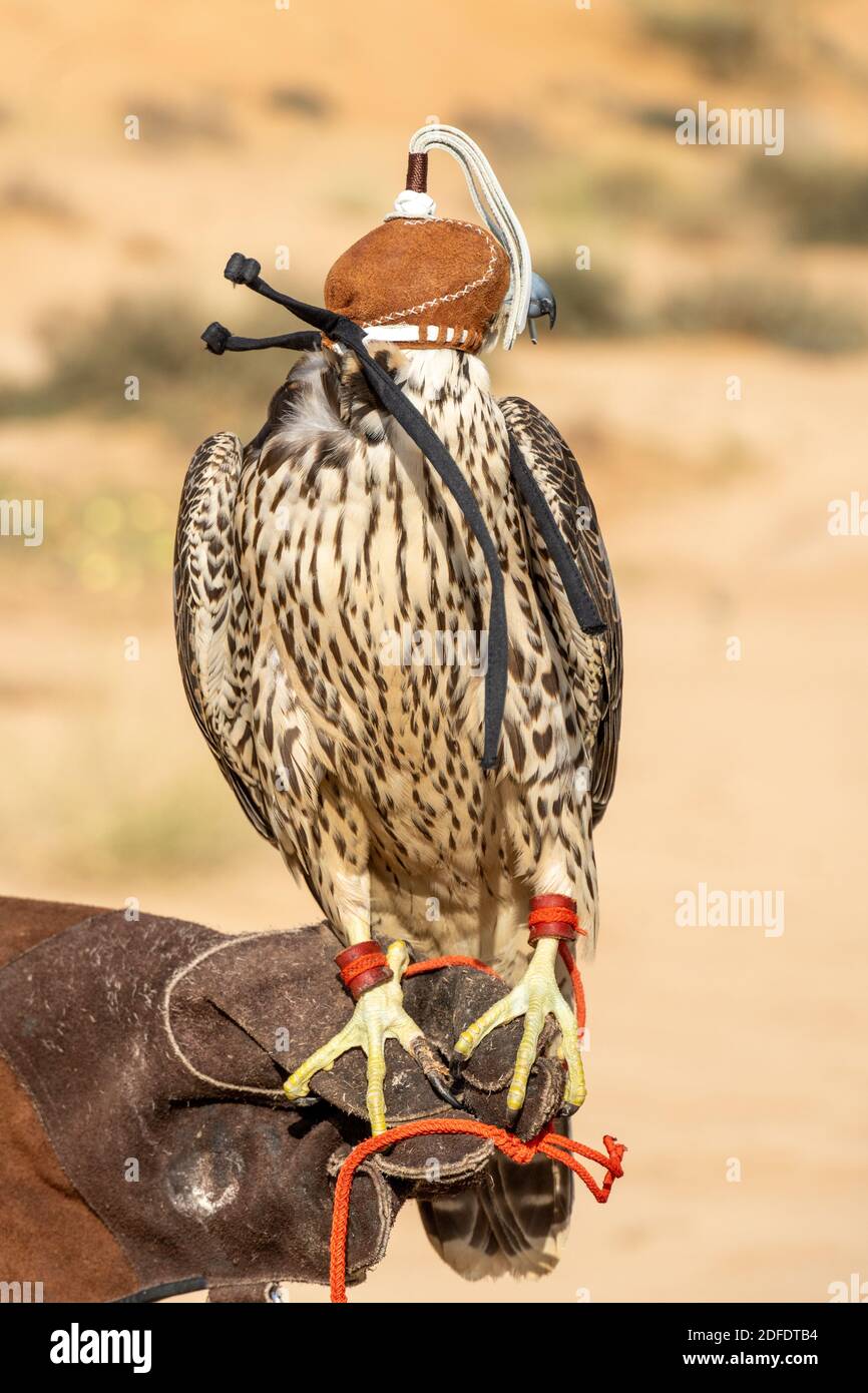 Falcon On Arm High Resolution Stock Photography and Images - Alamy
