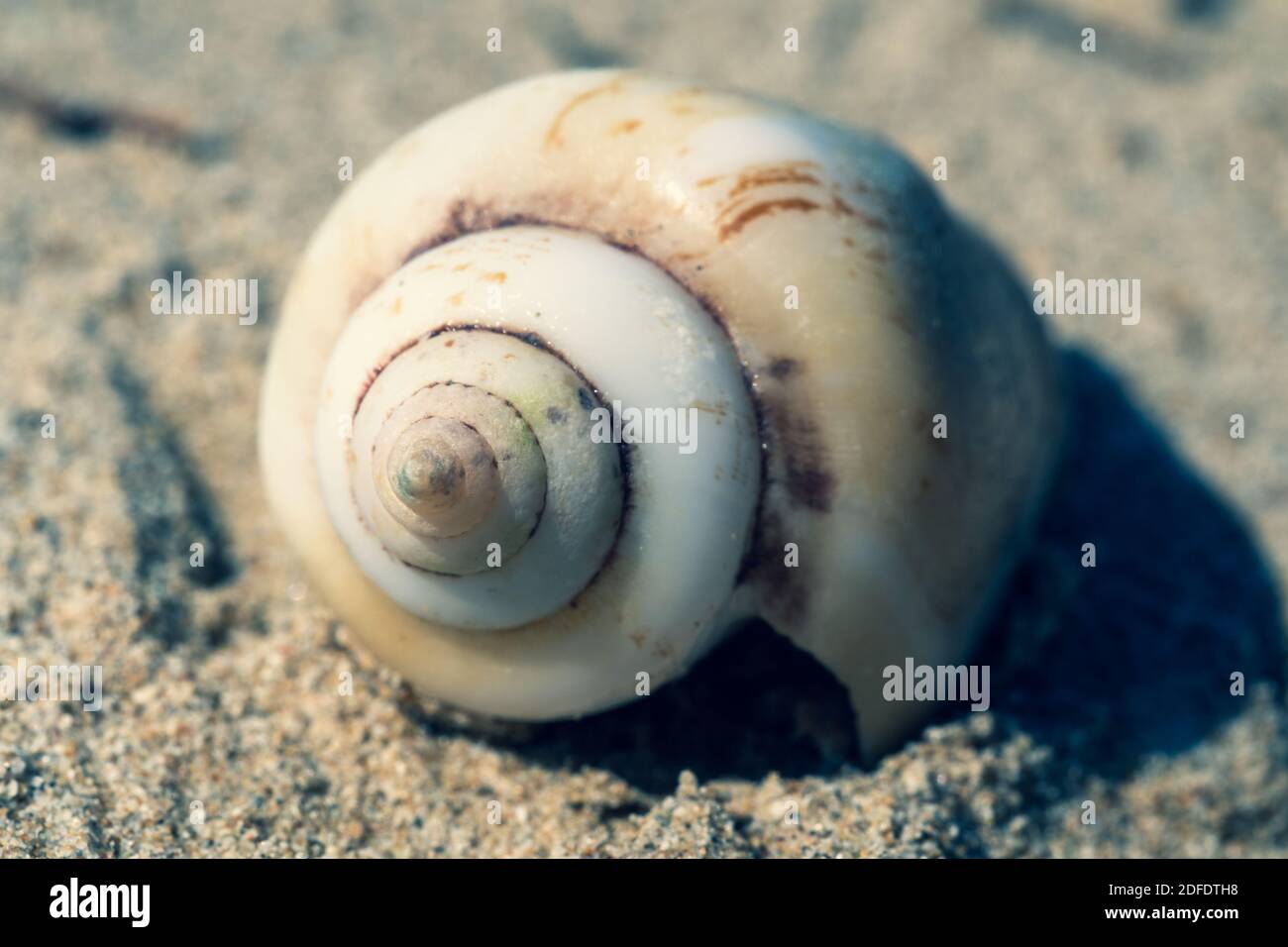 Macro photography Seashell on the sandy beach on morning sunshine ...