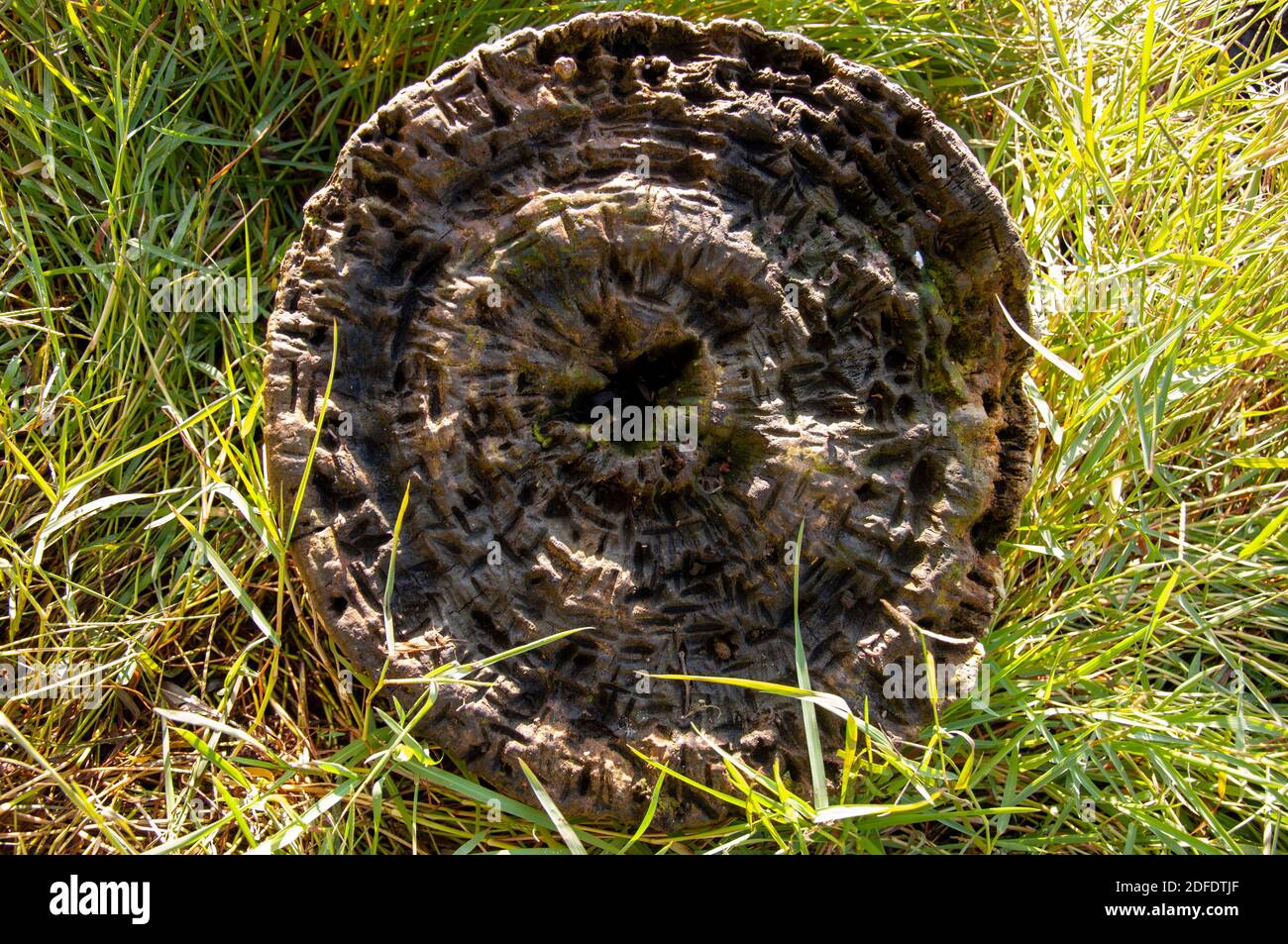 Old tree cutaway hi-res stock photography and images - Alamy