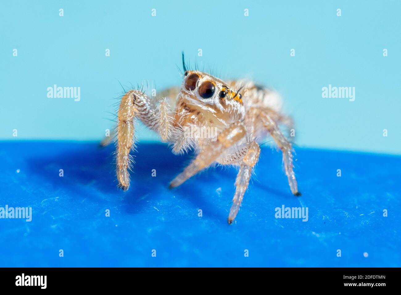 thyene imperialis jumping spider on blue background in the middle east ...