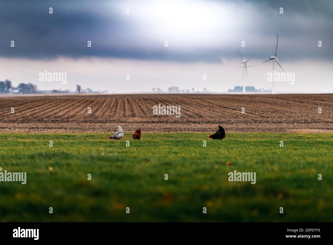 Wind turbine bird united states hi-res stock photography and images - Alamy