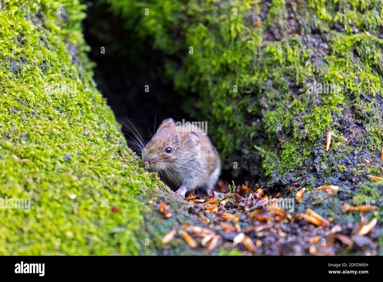 Bank voles uk hi-res stock photography and images - Alamy