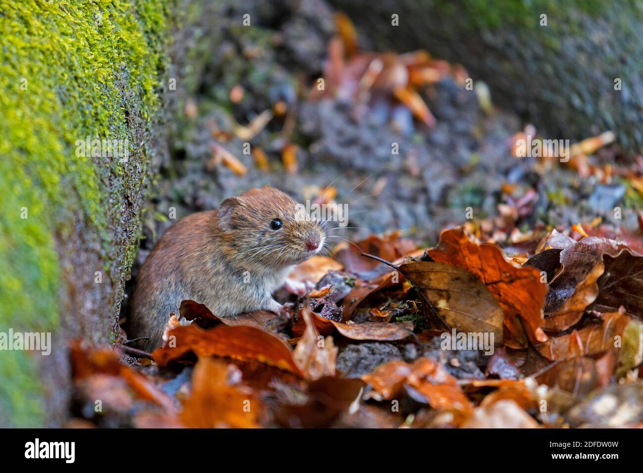 Mice and rodents hi-res stock photography and images - Alamy