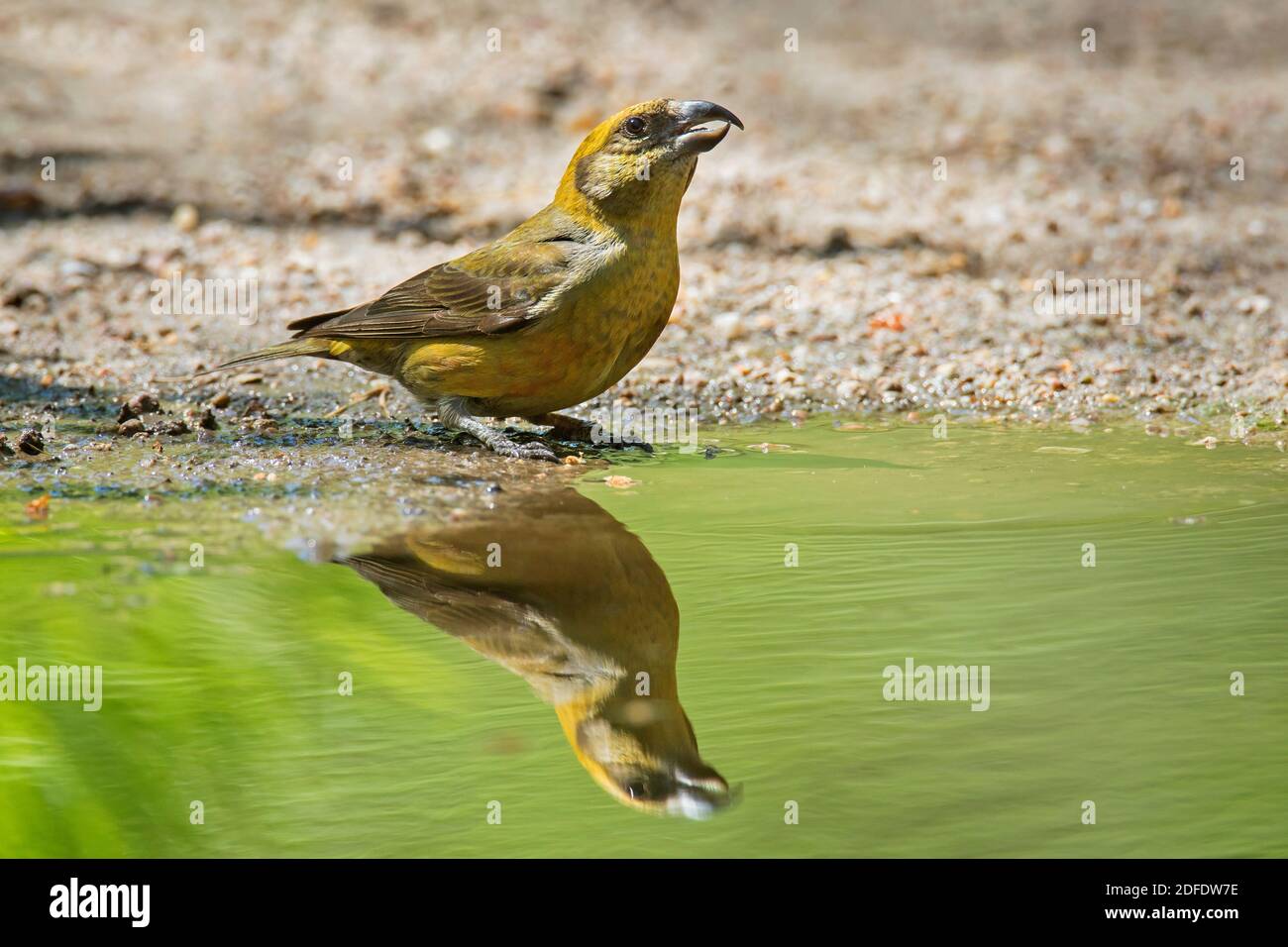 Red crossbill / common crossbill (Loxia curvirostra) female drinking ...