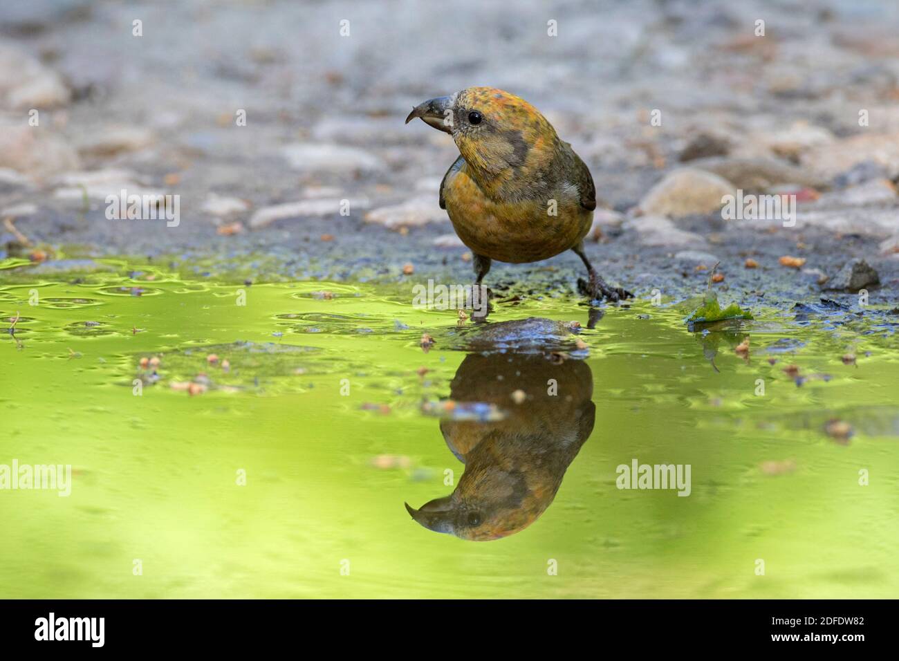 Red crossbill / common crossbill (Loxia curvirostra) female drinking ...