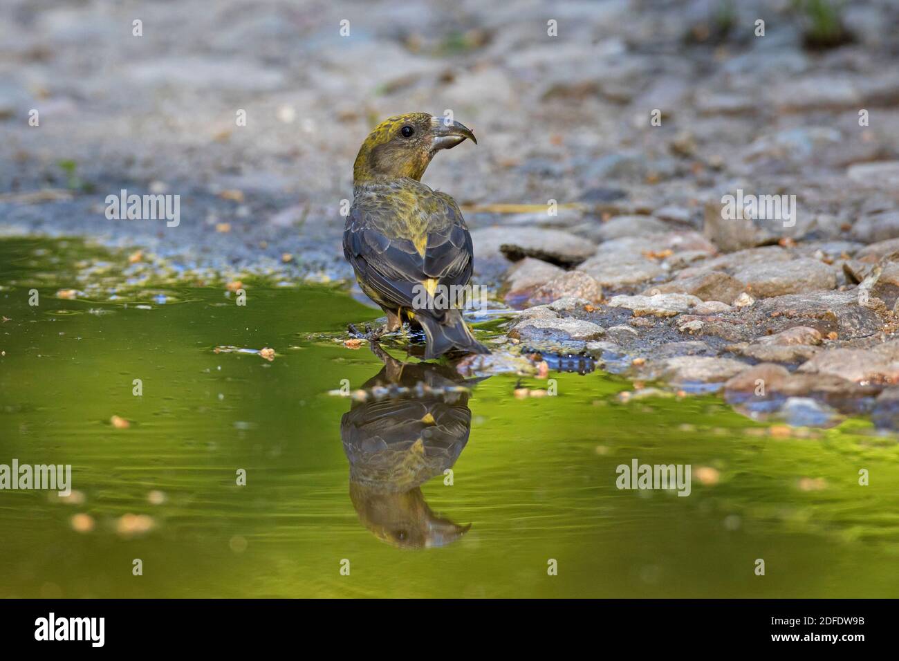 Red crossbill / common crossbill (Loxia curvirostra) female drinking ...