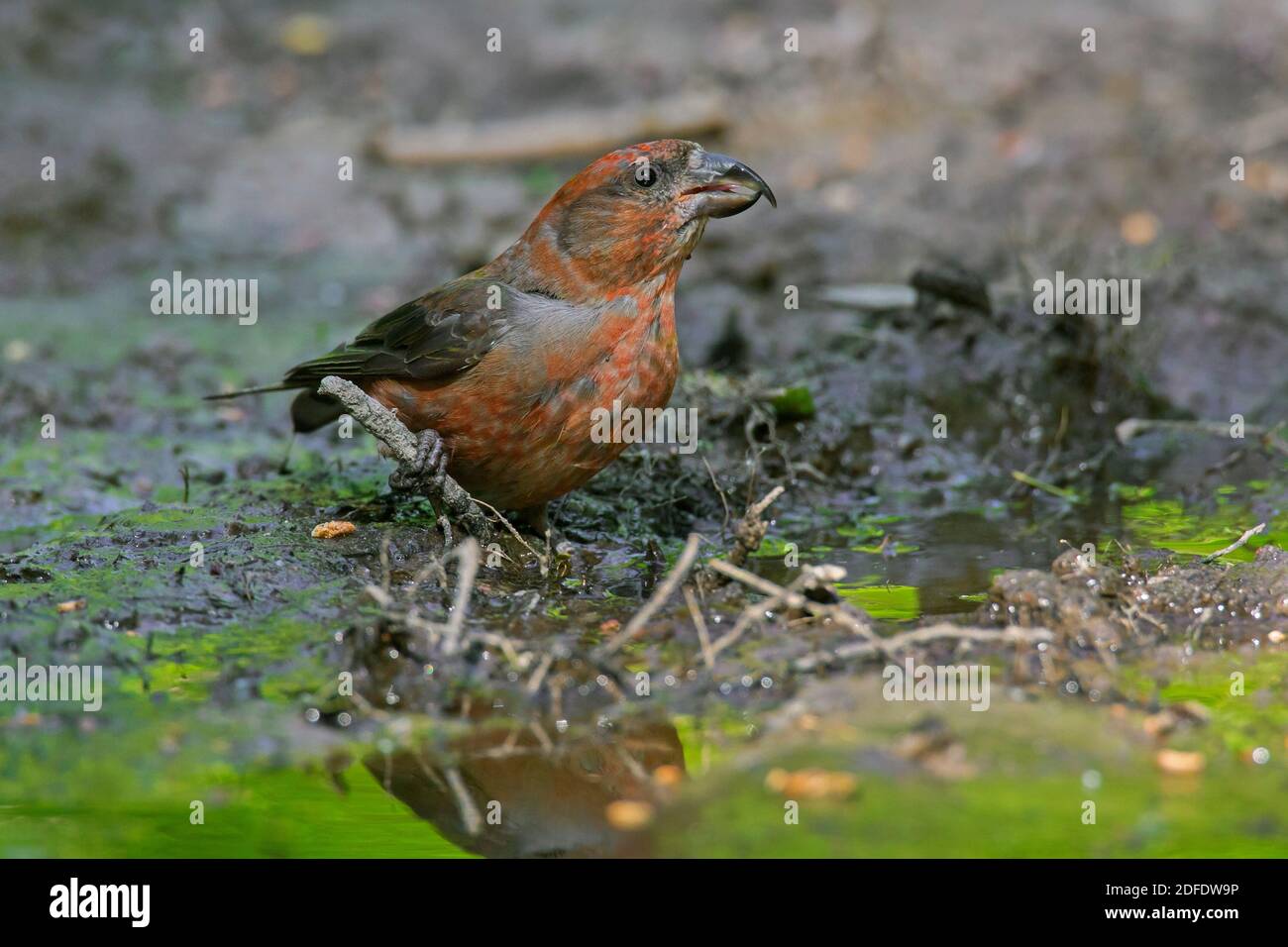 Red crossbill / common crossbill (Loxia curvirostra) male drinking ...