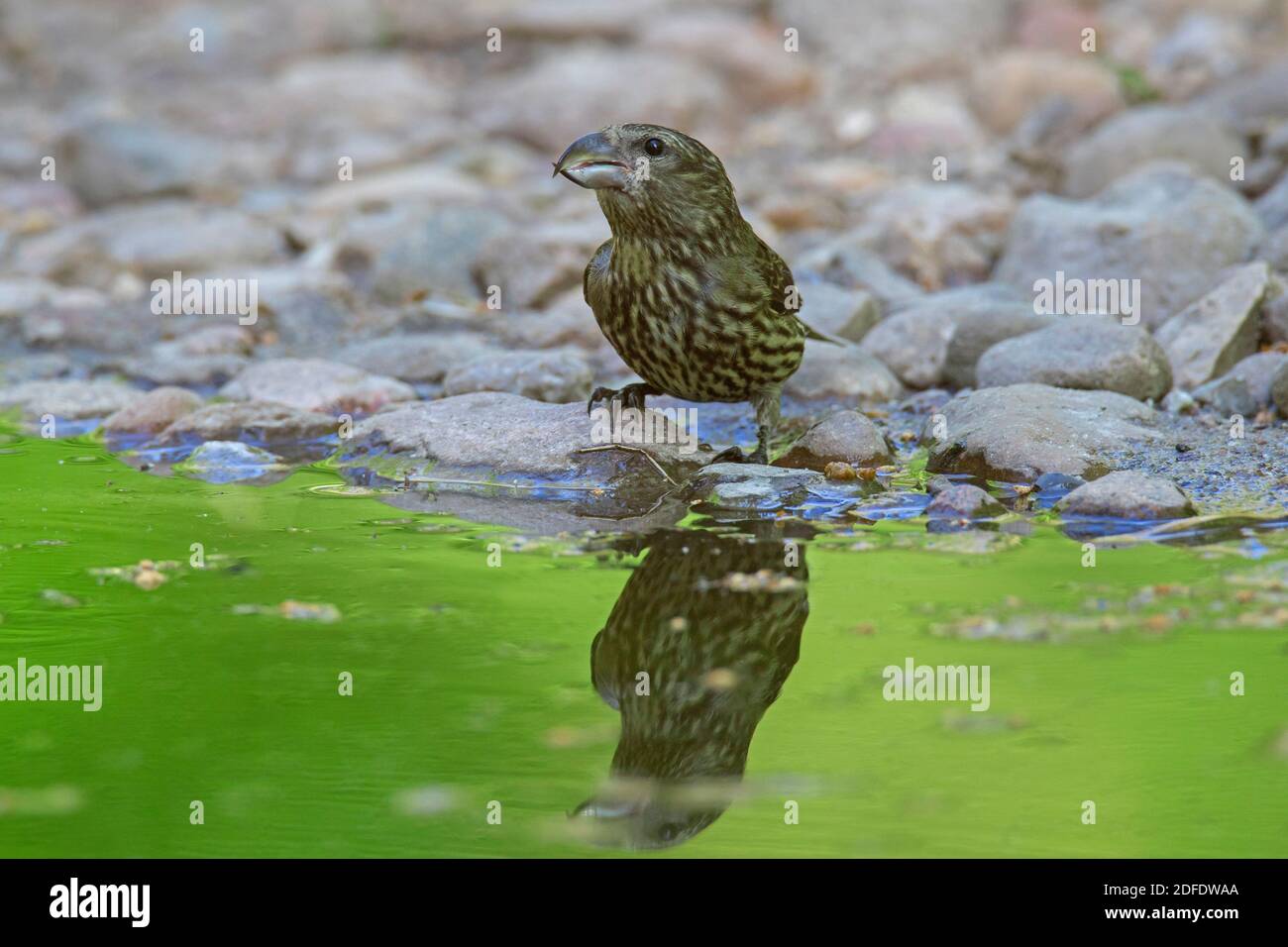 Red crossbill / common crossbill (Loxia curvirostra) juvenile drinking ...