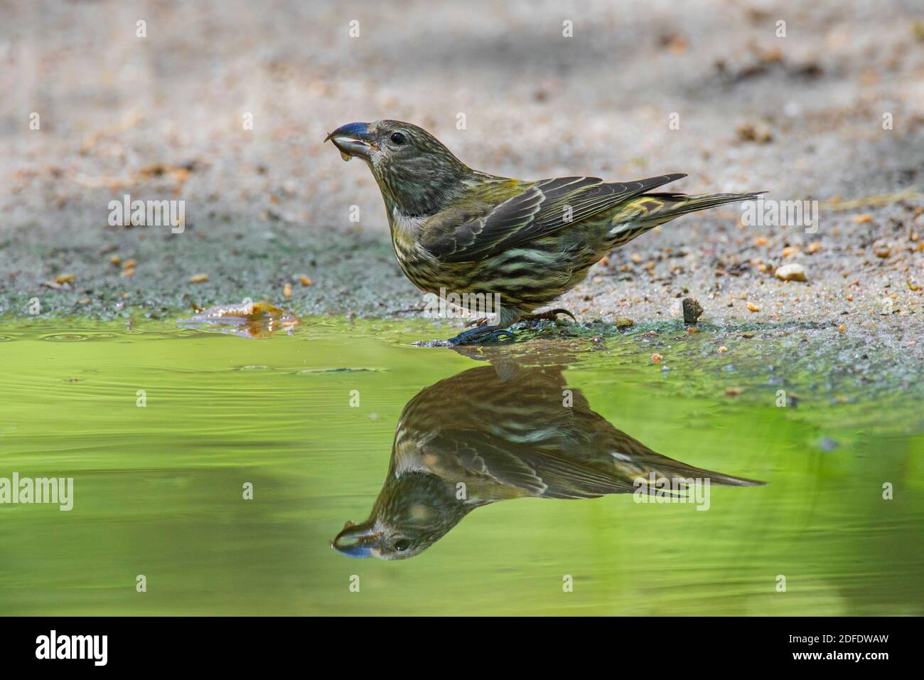 Red crossbill / common crossbill (Loxia curvirostra) juvenile drinking ...