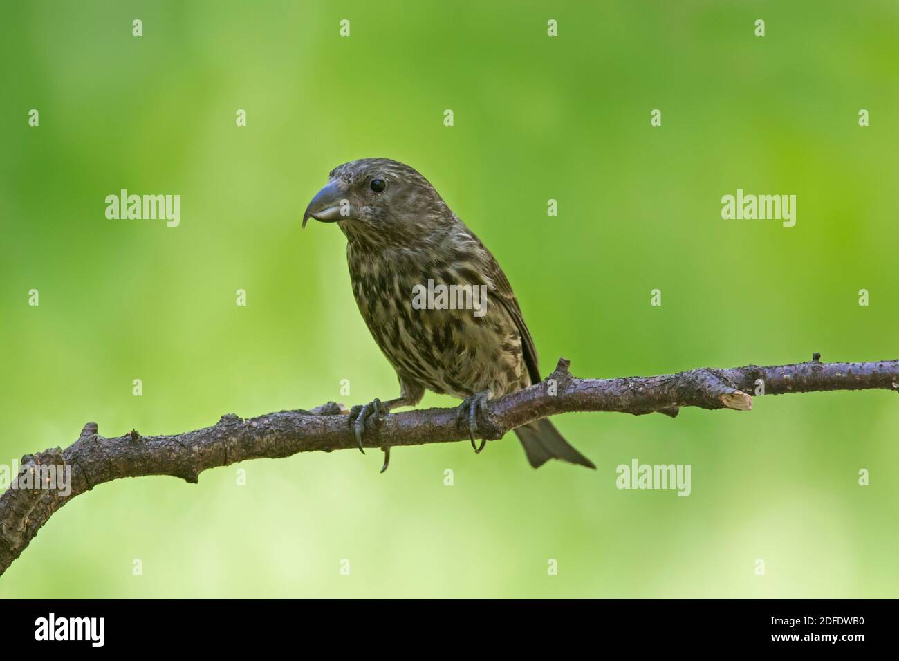 Common crossbill uk juvenile hi-res stock photography and images - Alamy