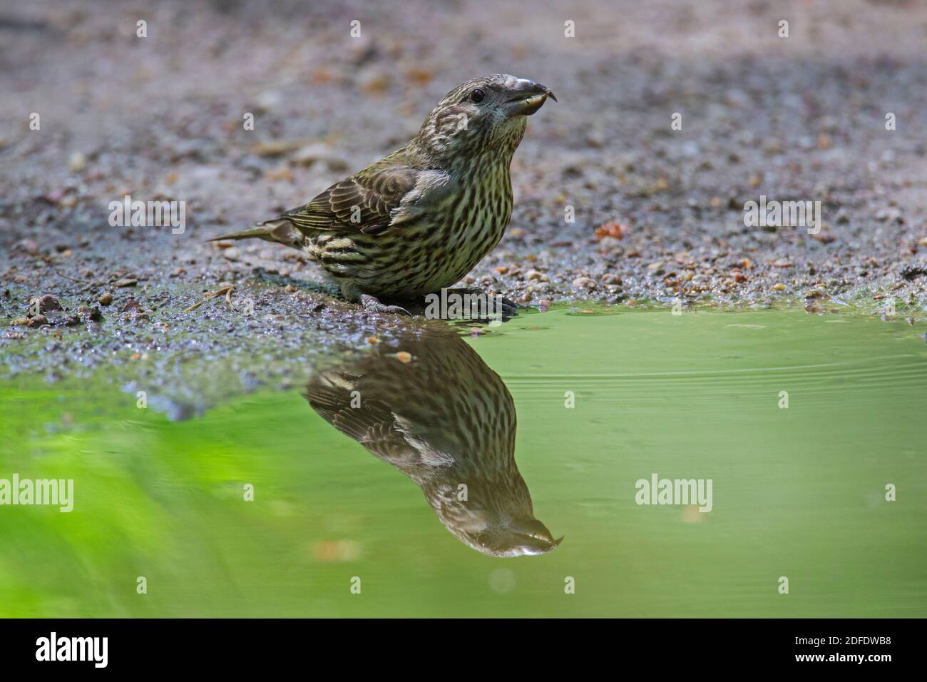 Red crossbill / common crossbill (Loxia curvirostra) juvenile drinking ...