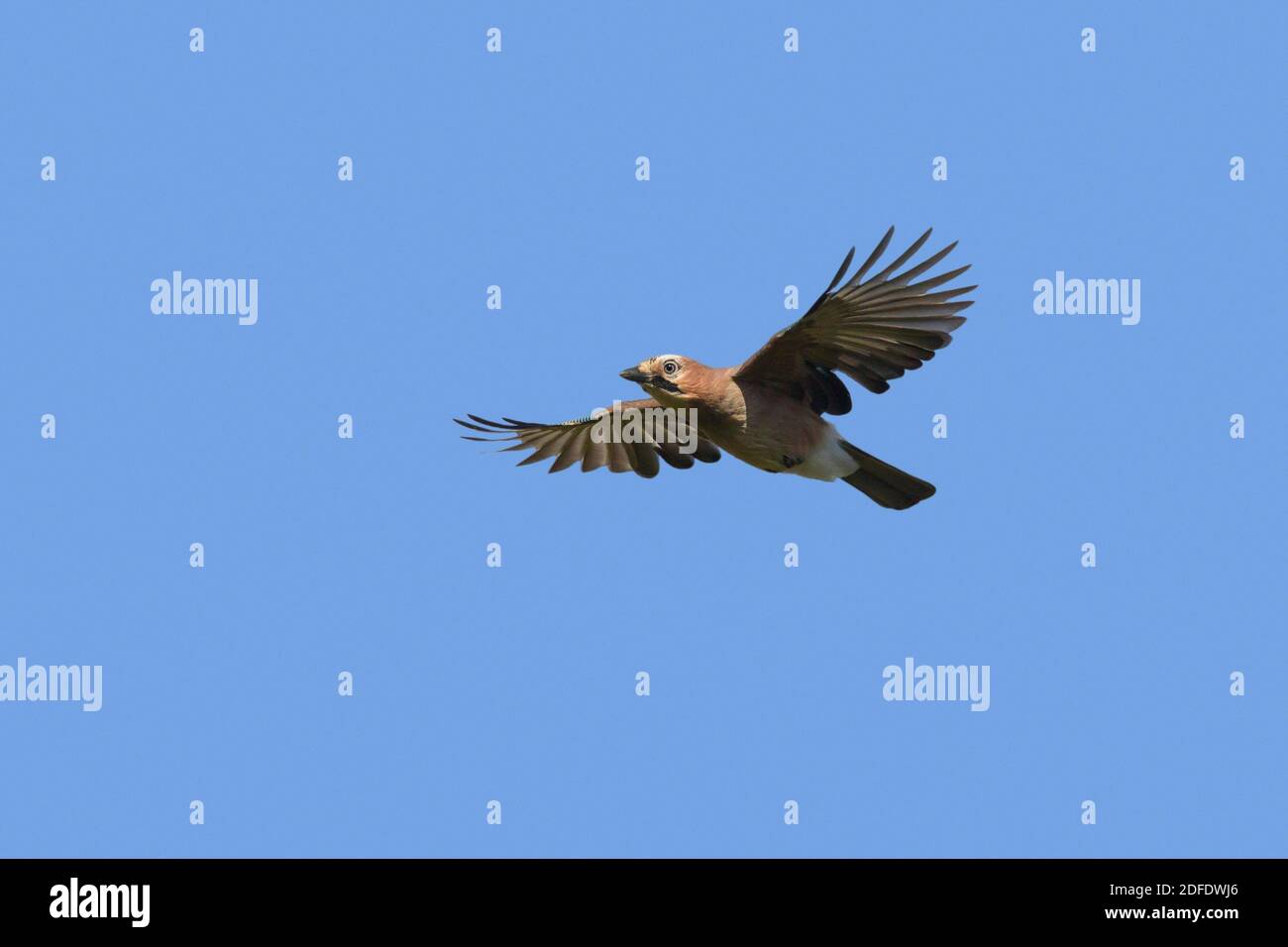 Eurasian jay flying hi-res stock photography and images - Alamy