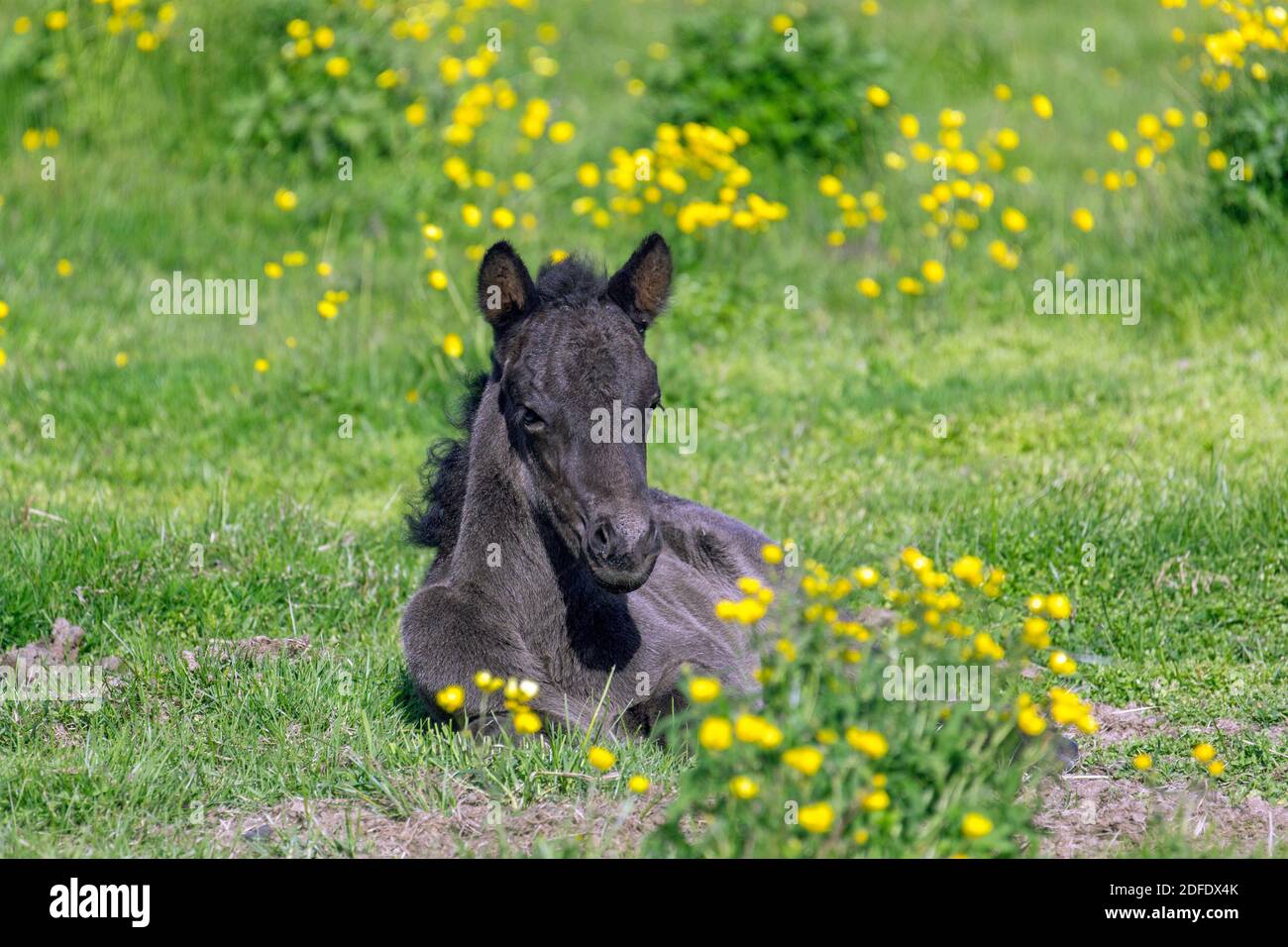 Icelandic horse (Equus ferus caballus / Equus Scandinavicus), foal ...