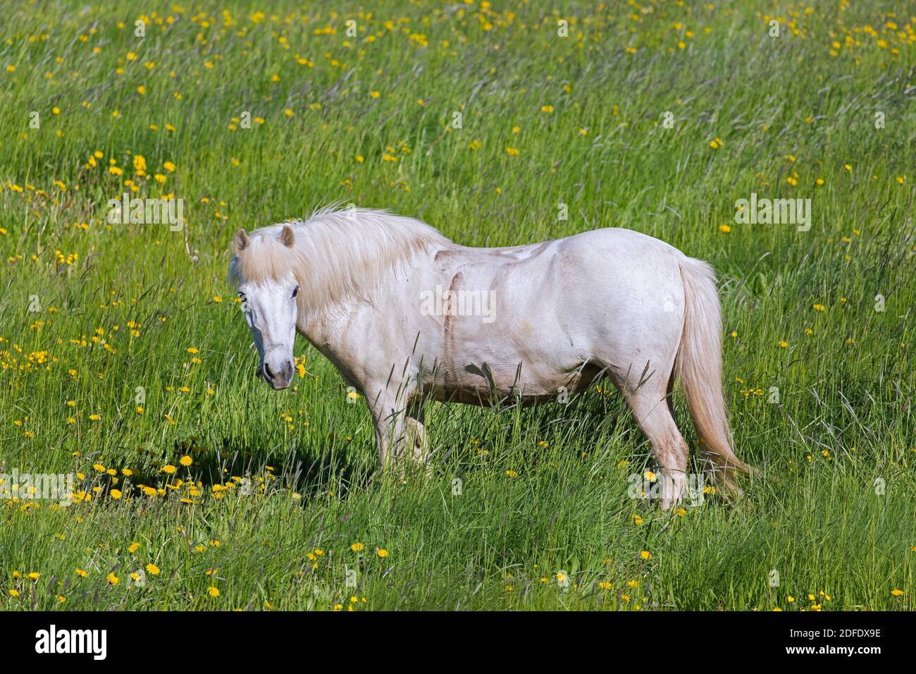 White Icelandic horse (Equus ferus caballus / Equus Scandinavicus) in ...