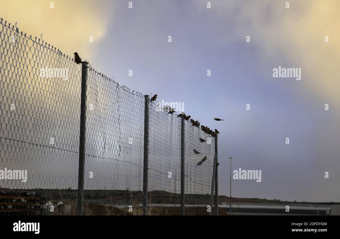 Detail of birds perched on a protection fence, animals in freedom Stock ...