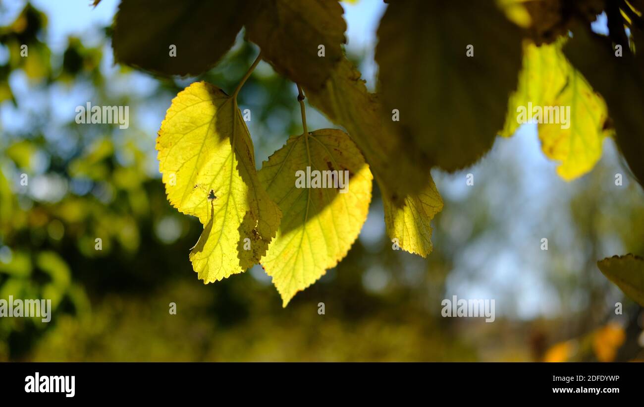 A closeup of drying leaves on branches under the sunlight in autumn ...