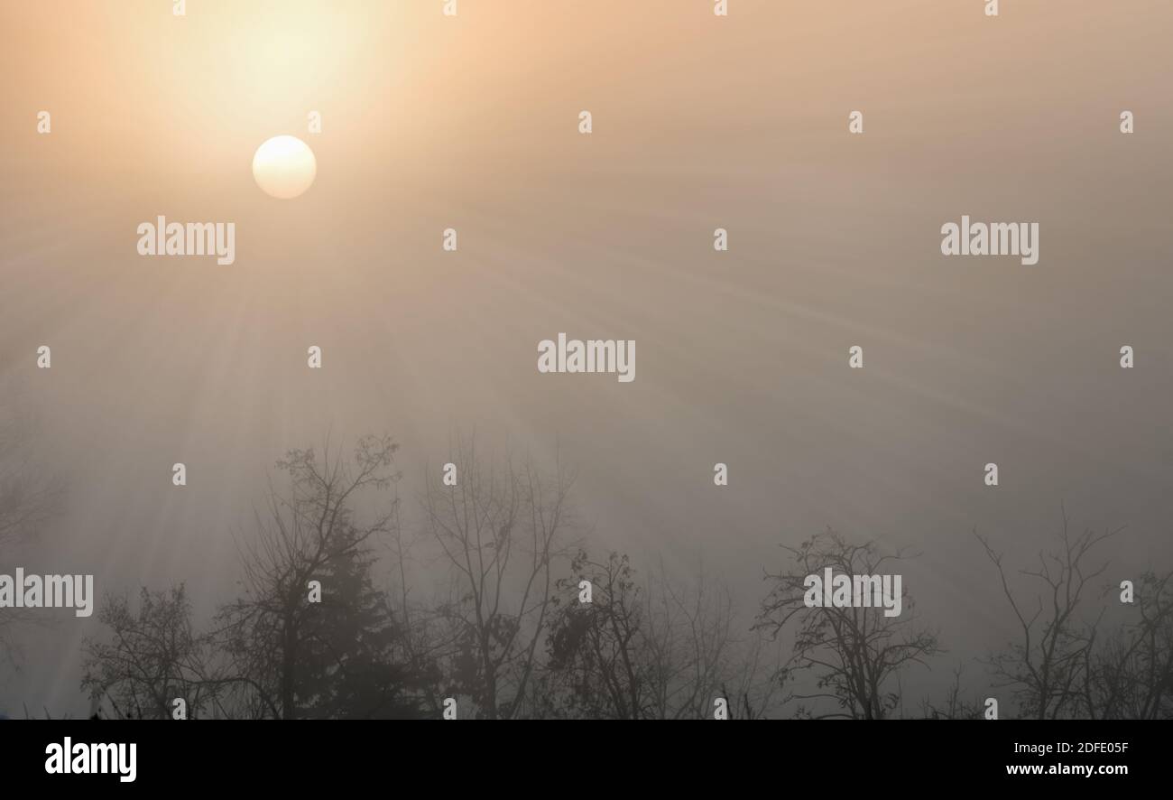 Sun rays in the morning fog through the branches of trees in winter ...