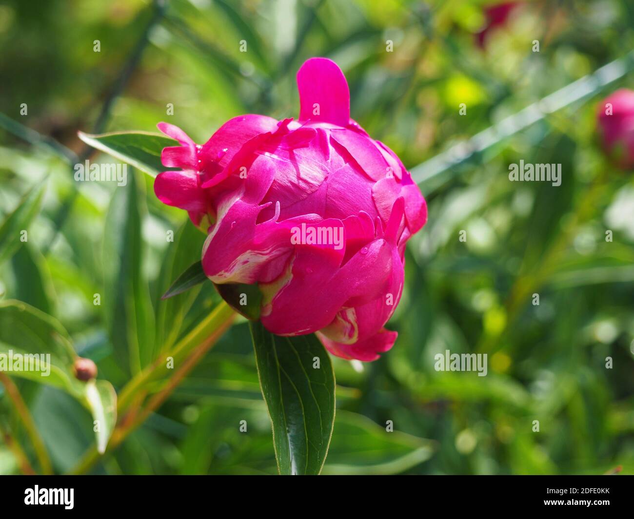 Purple pink peony flower buds before opening in a garden in Budapest ...