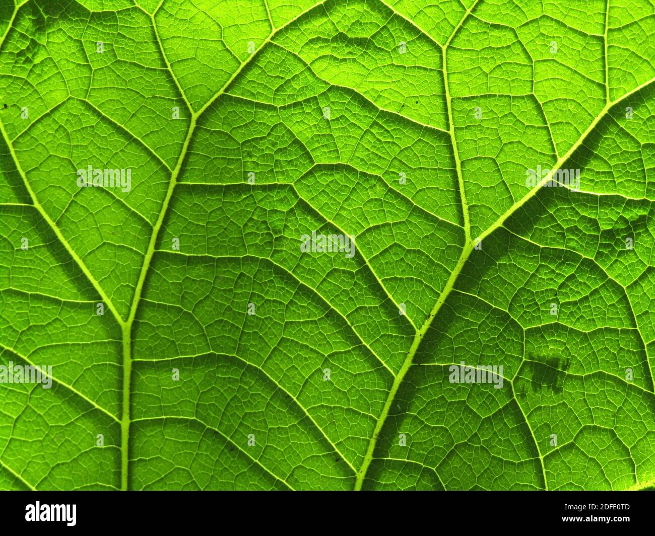 Veining detail hi-res stock photography and images - Alamy