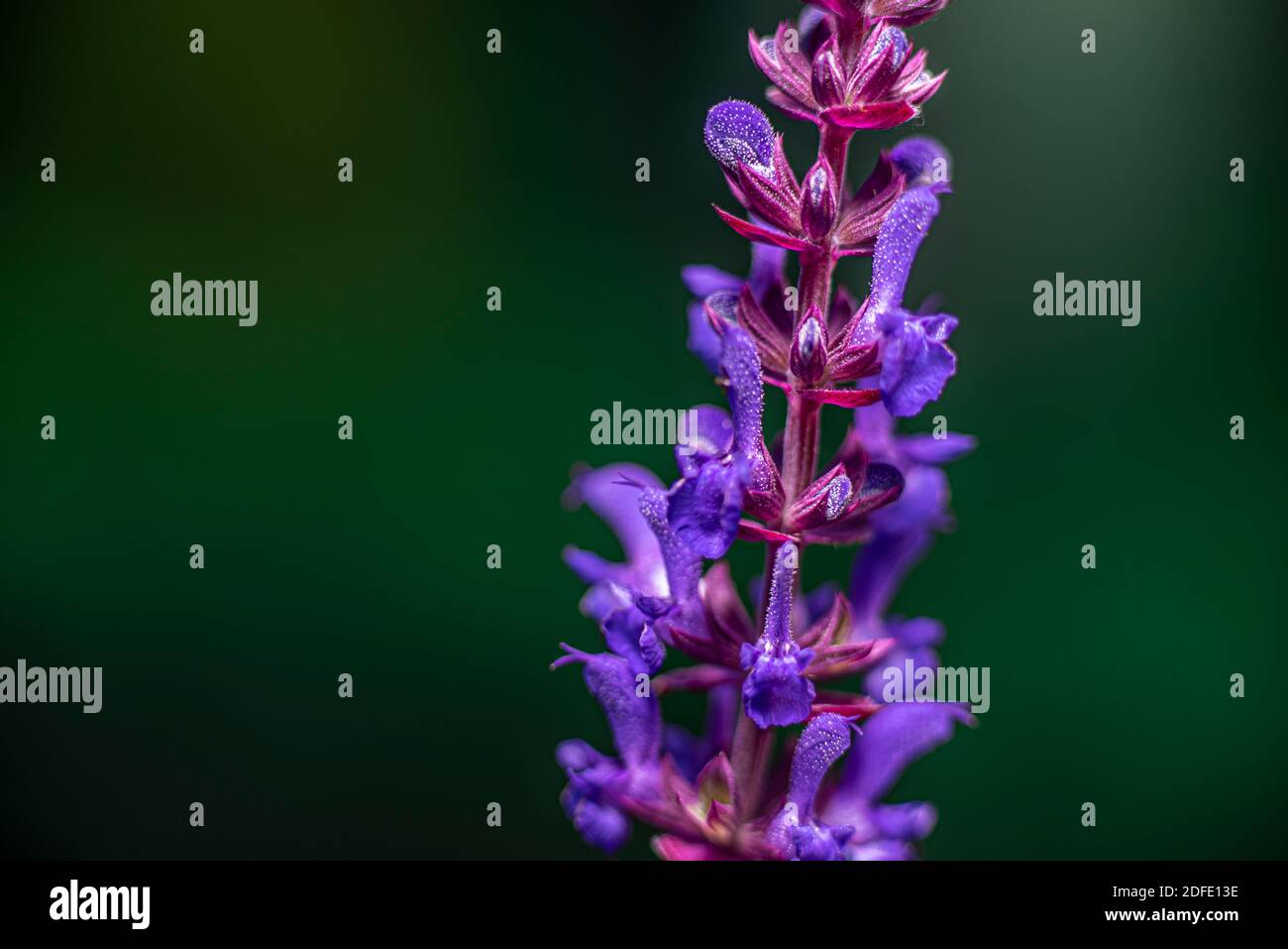 Heather or ling hi-res stock photography and images - Alamy
