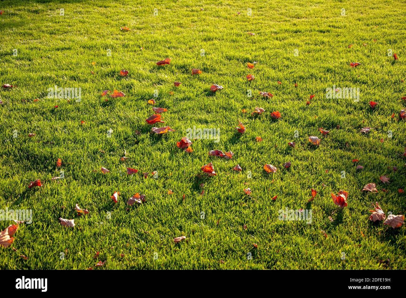 Field floor hi-res stock photography and images - Alamy