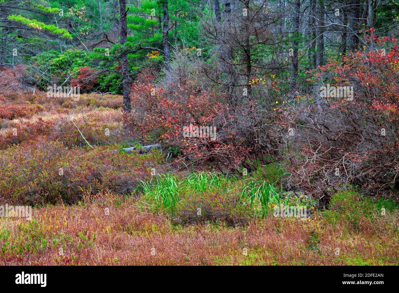 The forest edge of an acidic bog in Pennsylvania’s Pocono Mountains ...