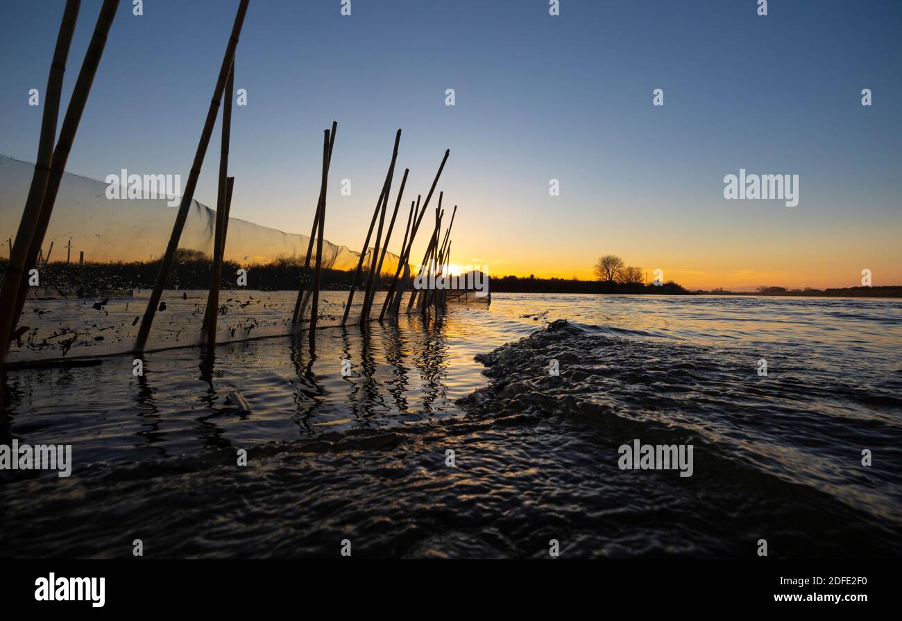 Elver fishing hi-res stock photography and images - Alamy