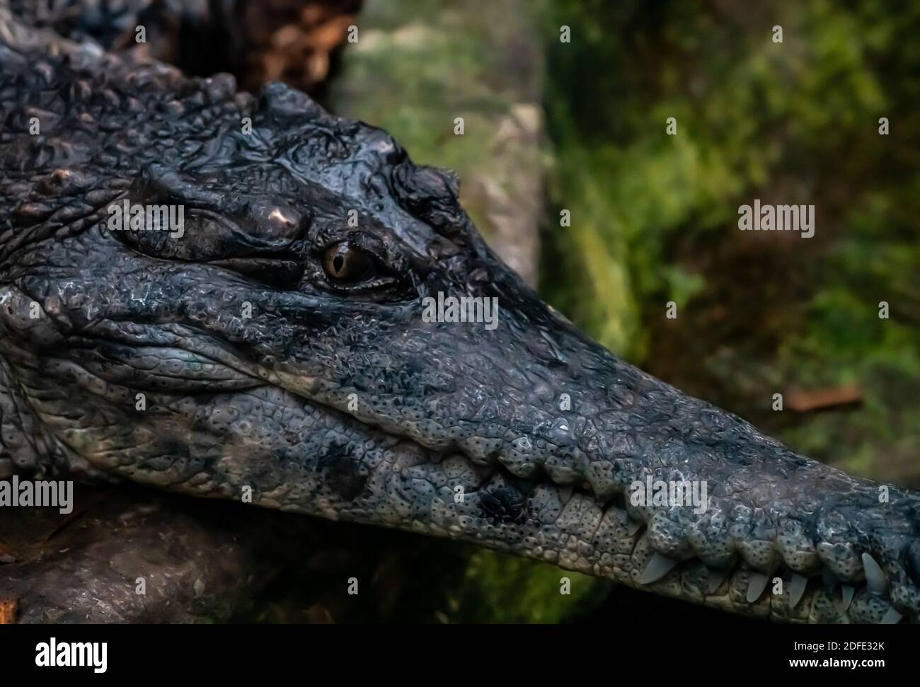 Caiman alligator hi-res stock photography and images - Alamy