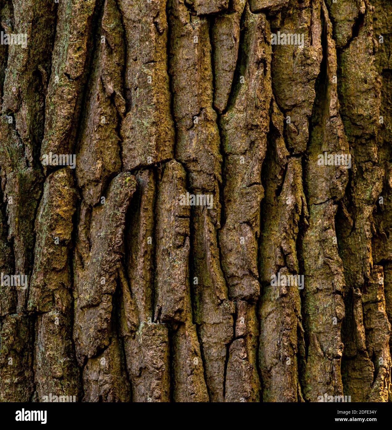 Close up of rugged thick bark on a huge tree Stock Photo - Alamy