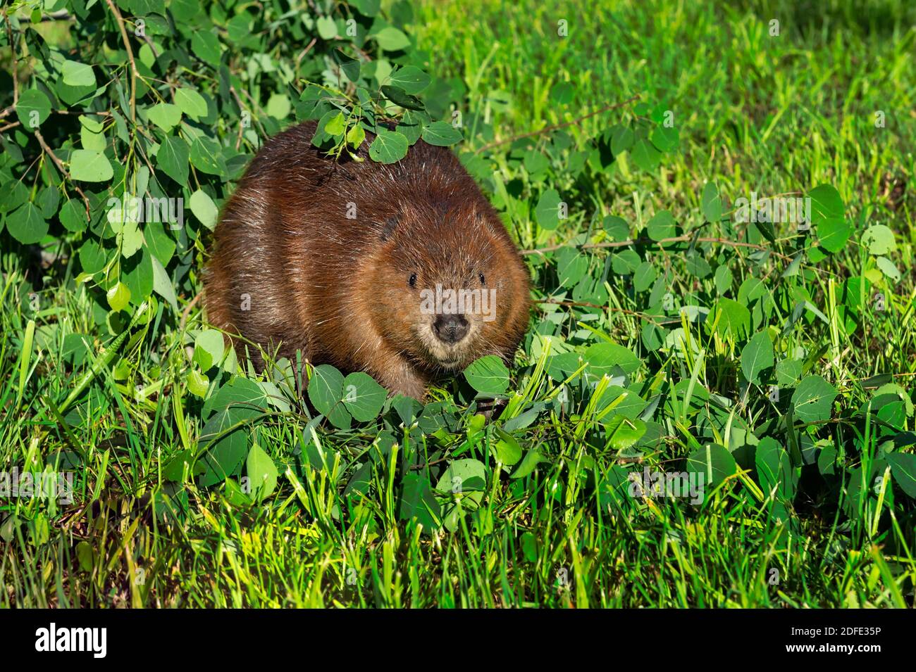 Adult Beaver (Castor canadensis) Looks Out From Leaves and Grass Summer ...