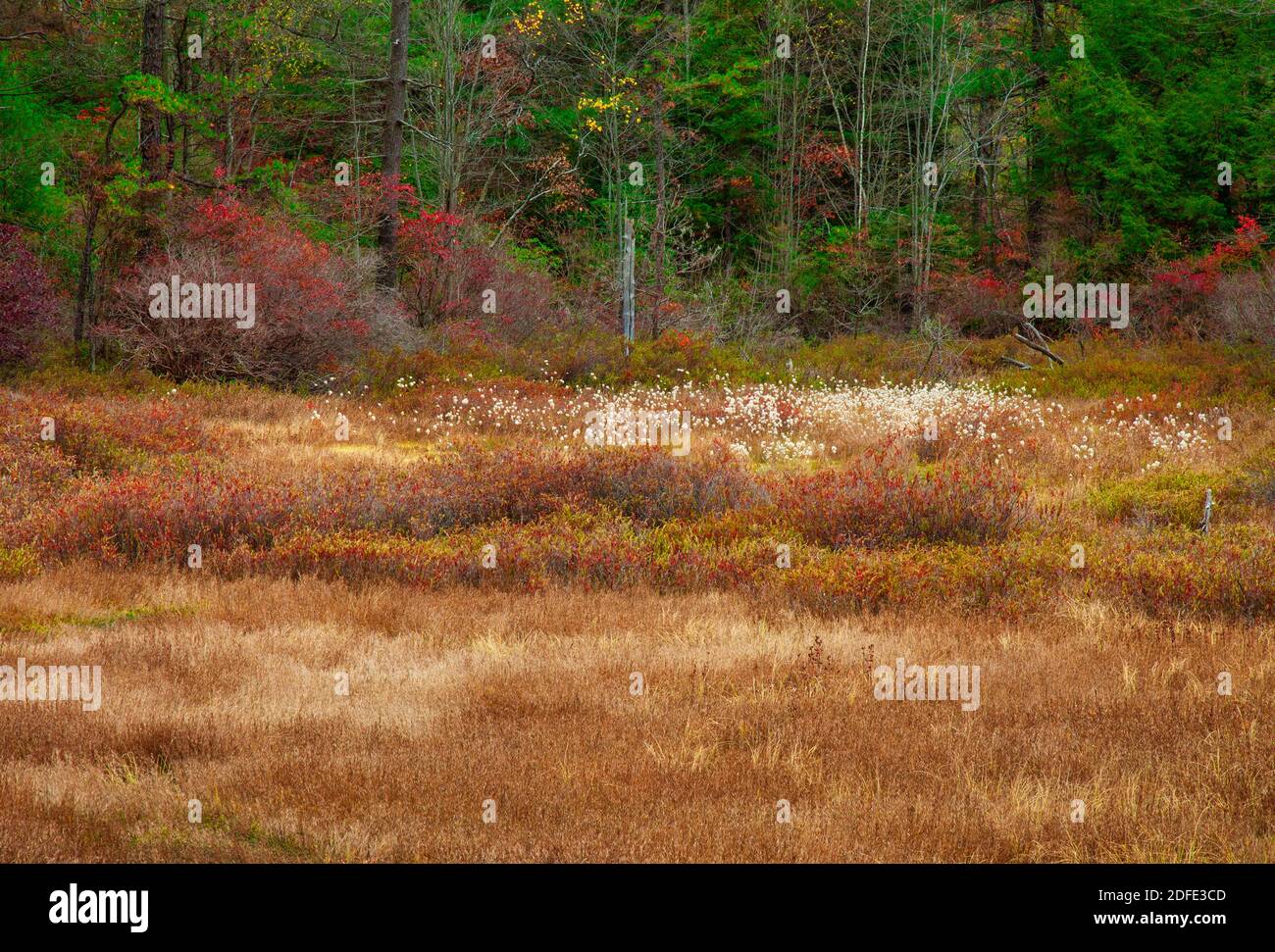The forest edge of an acidic bog in Pennsylvania’s Pocono Mountains ...