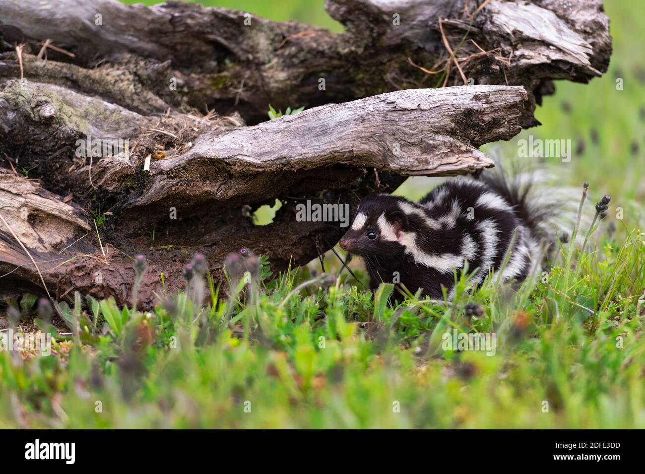 Spotted Skunks