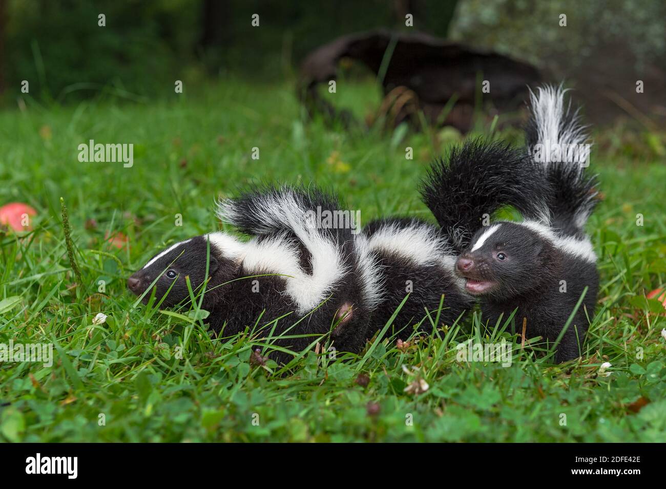 Striped Skunk (Mephitis mephitis) Kits Lined Up in Grass Summer ...