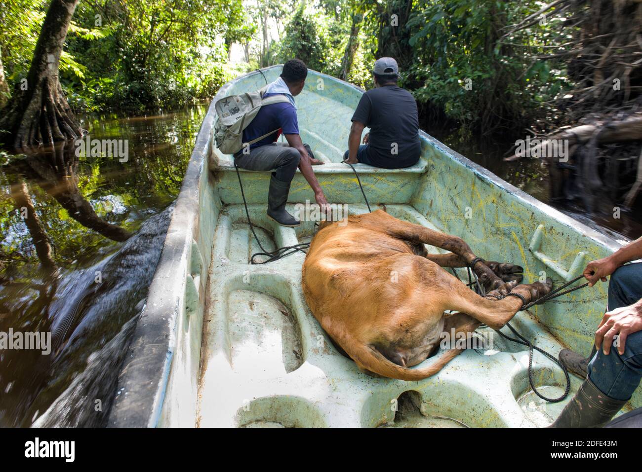 Cow tied up and transported with a river boat. Rio Platano, Mosquitia ...