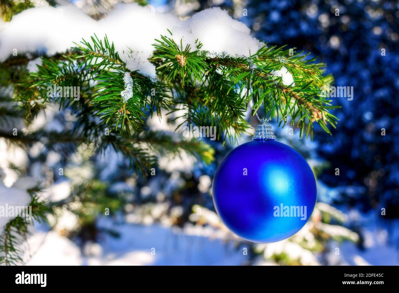 Christmas blue ornament on forest tree branch. Christmas tree and ...