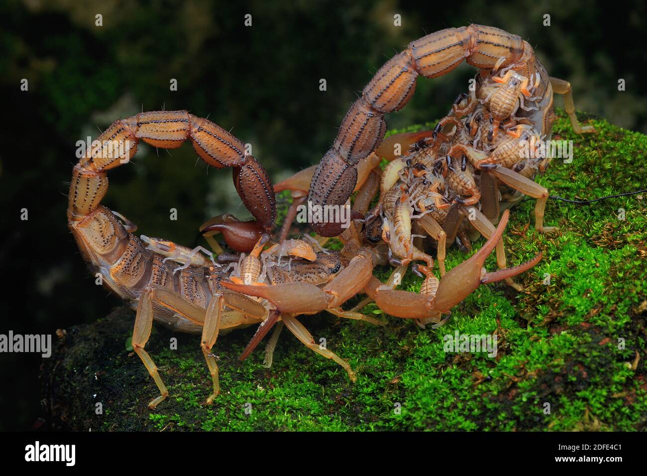 A Javan Owlet is eating a frog. This nocturnal predatory bird has the ...