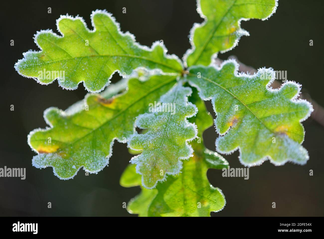 Eichenblatt hi-res stock photography and images - Alamy